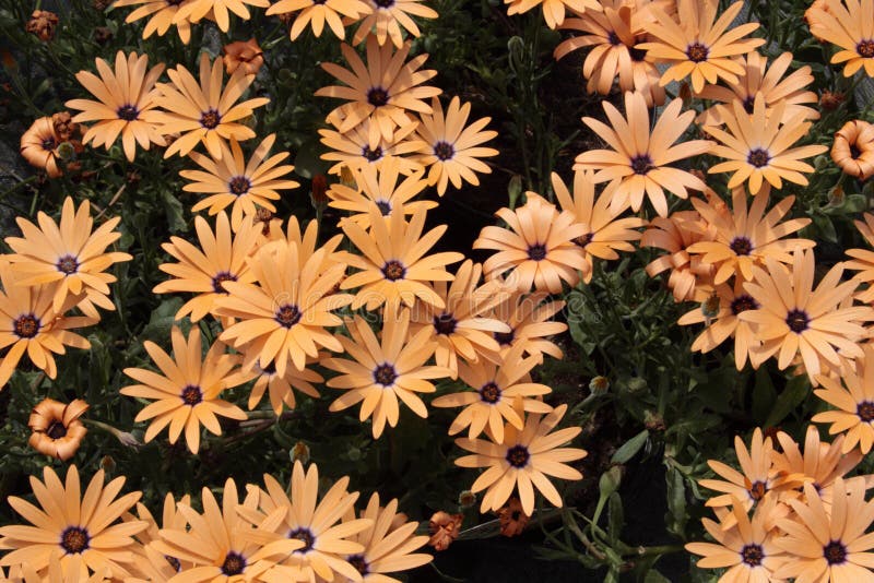 Flor Emilia Romagna Italy foto de archivo. Imagen de resplandor - 50132116