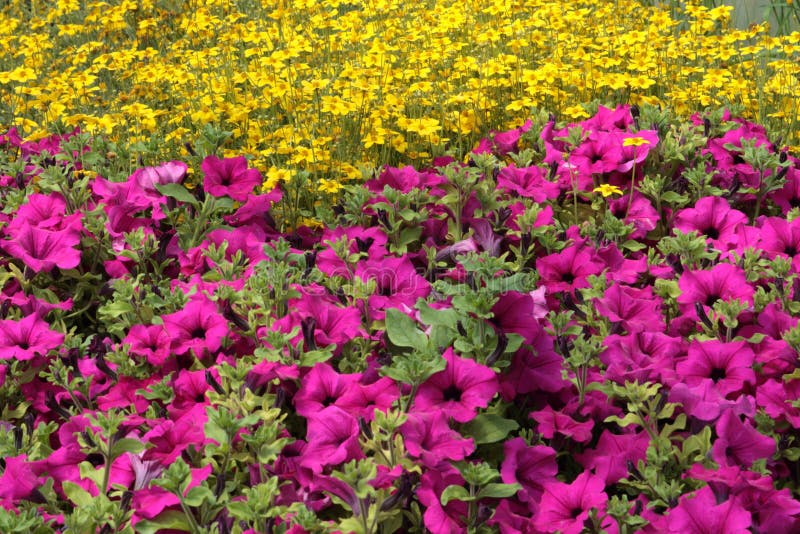 Flor Emilia Romagna Italy foto de archivo. Imagen de resplandor - 50132116