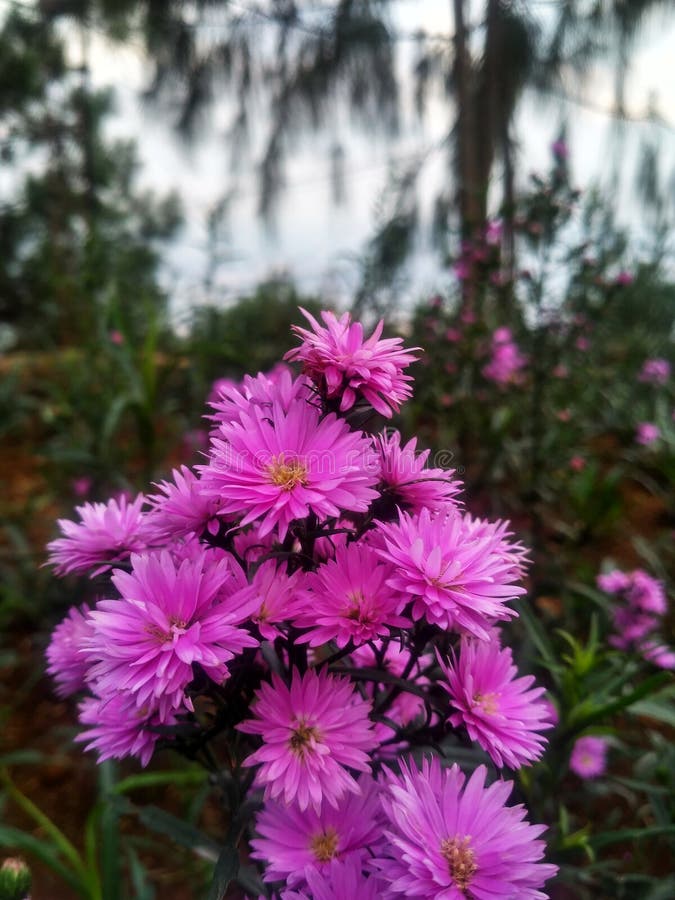 Flor en el bosque foto de archivo. Imagen de flores - 207633112
