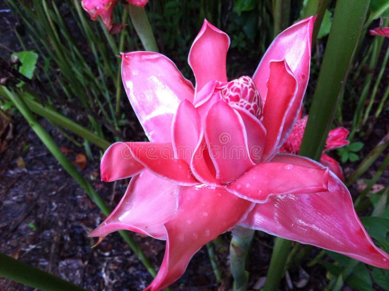 Flor En La Selva Tropical De Perú 2 Imagen de archivo - Imagen de ...