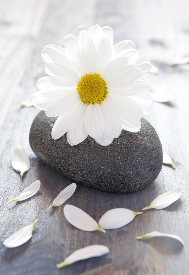 Flor en piedra imagen de archivo. Imagen de travieso - 19298421