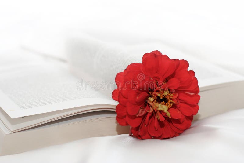 Rosas y libros foto de archivo. Imagen de flor, rosas - 79086032