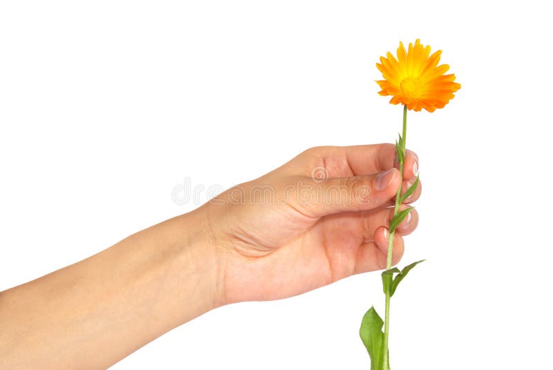 Flor en una mano foto de archivo. Imagen de bienestar - 6061638