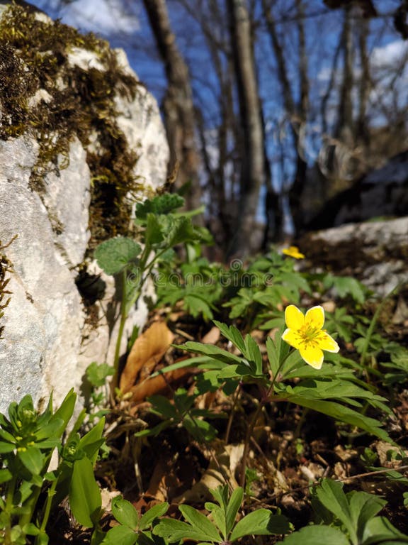 Flor estrellada al sol imagen de archivo. Imagen de planta - 184555043