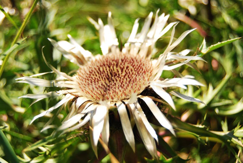Flor eterna imagem de stock. Imagem de eternidade, flor - 16450747