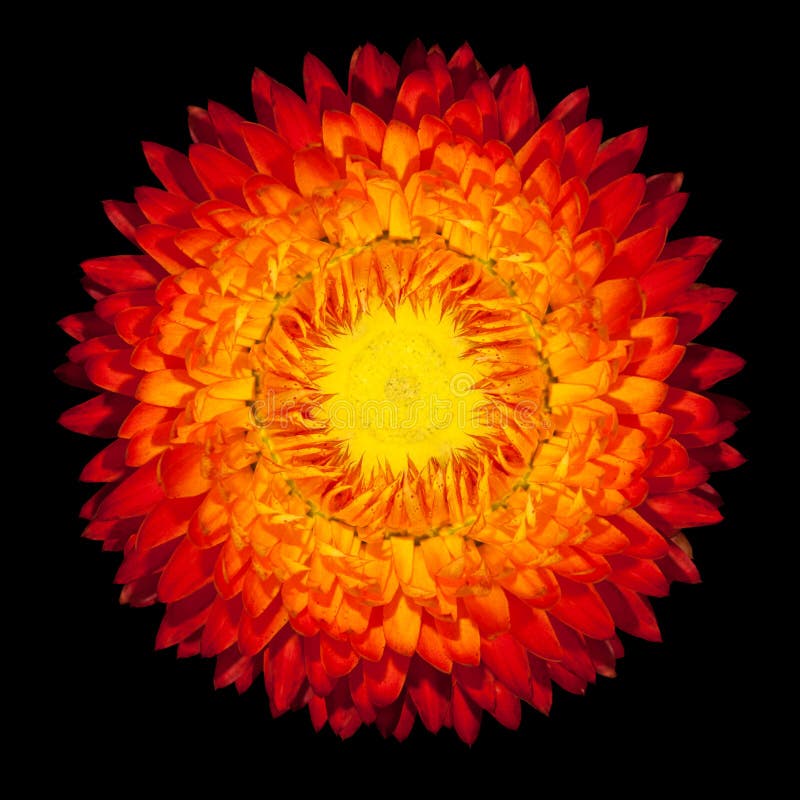 Flor Eterna De Strawflower Isolada Imagem de Stock - Imagem de ...