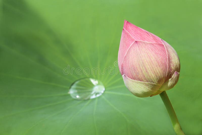 Flor de Lotus imagem de stock. Imagem de brilho, vermelho - 32056069