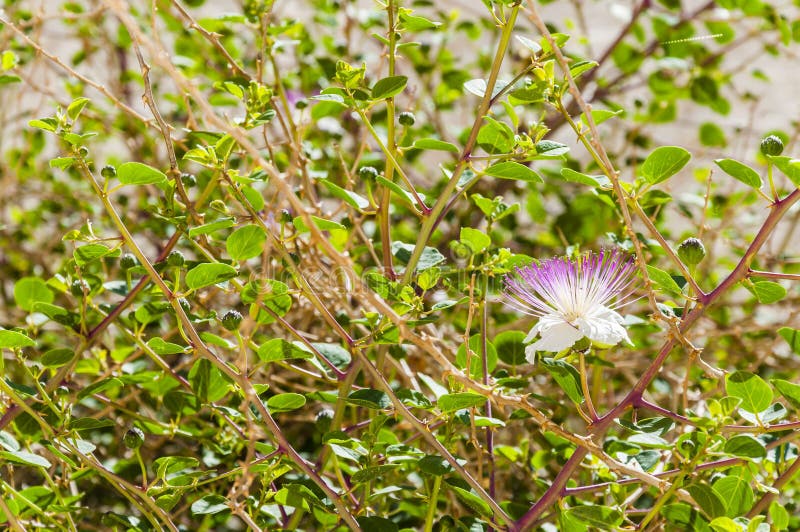 Alcaparras En Flor Capparis Spinosa En Un Acantilado De Chert En El ...