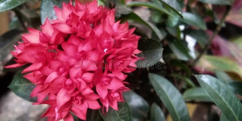 Flor Frangipani Japonesa Viva En Java Imagen de archivo - Imagen de ...