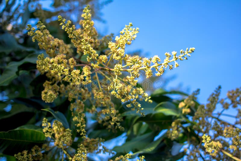 Flor fresca da manga foto de stock. Imagem de ambiente - 104965886