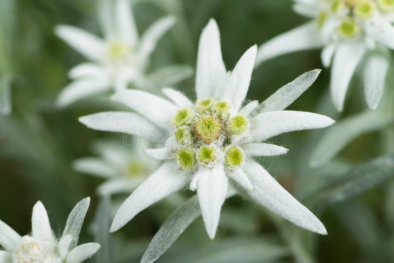 Edelweiss foto de stock. Imagem de botany, folha, verde - 44634230