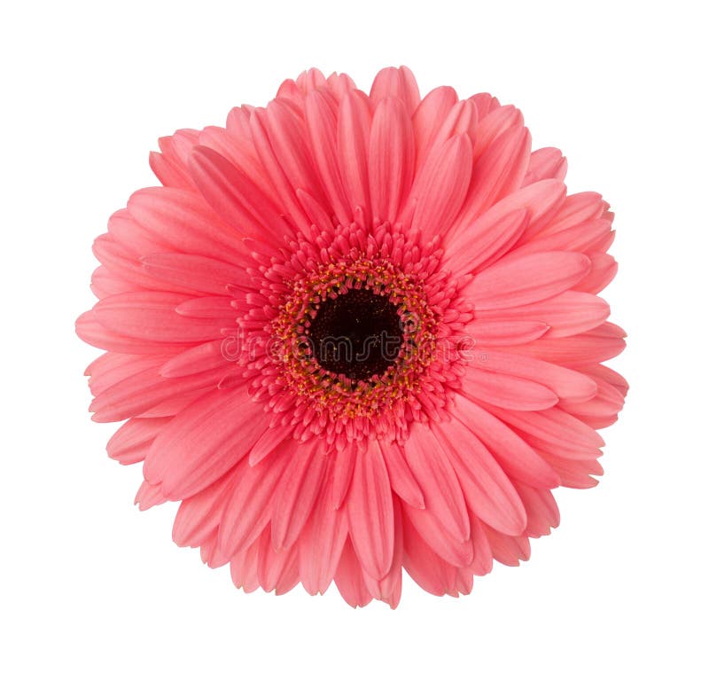Flor Gerbera De Cor Rosa Claro Isolada Em Fundo Branco Imagem de Stock ...