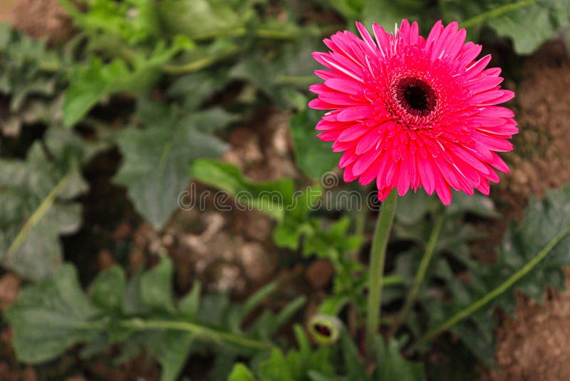 Flor Gerbera Rosa En La Granja Imagen de archivo - Imagen de ...