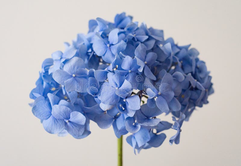 Flor Grande Azul Hydrangea Sobre Fundo Leve Imagem de Stock - Imagem de ...