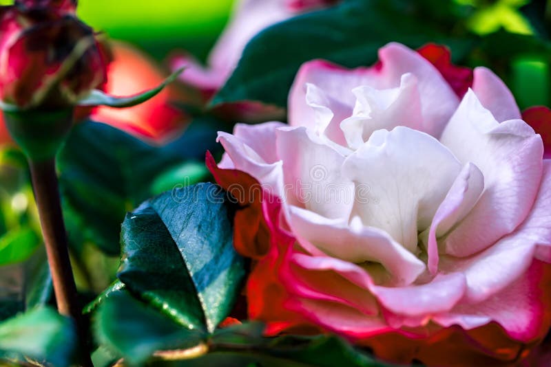 Flor Grande De Un Primer De La Rosa Imagen de archivo - Imagen de flor ...