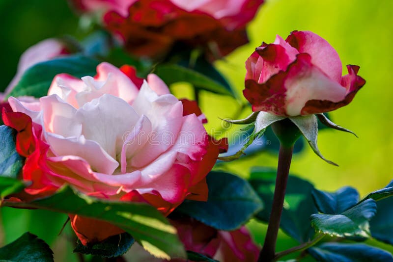 Flor Grande De Un Primer De La Rosa Foto de archivo - Imagen de flor ...