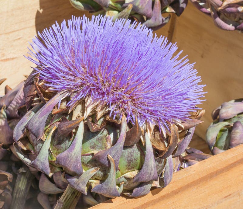La flor de la alcachofa imagen de archivo. Imagen de inusual - 32256813