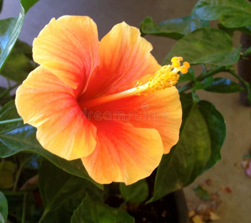 Flor Hawaiana Anaranjada Brillante Imagen de archivo - Imagen de flor ...