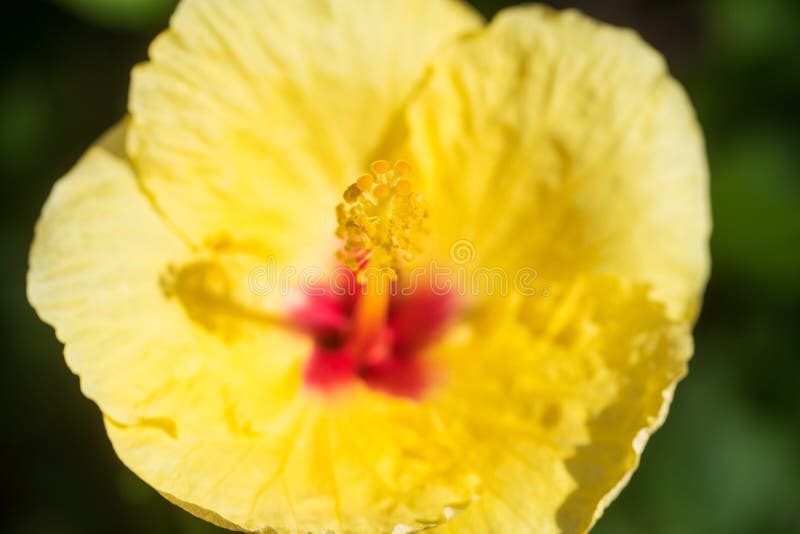 Flor hawaiana del hibisco imagen de archivo. Imagen de fragante - 103621499
