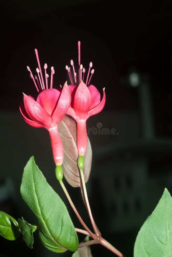 Flor hermosa imagen de archivo. Imagen de flora, color - 12787087