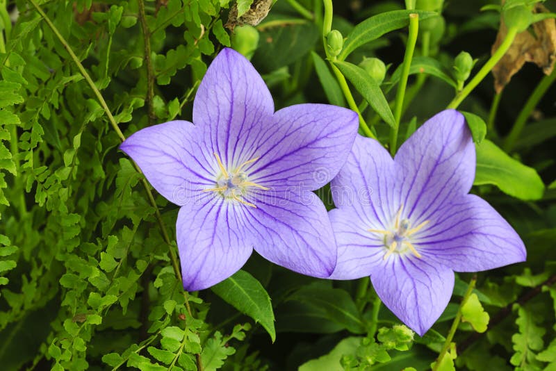 Hermosa flor imagen de archivo. Imagen de hermoso, belleza - 26335383