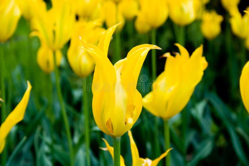 Flor hermosa. imagen de archivo. Imagen de flor, florecimiento - 5011965