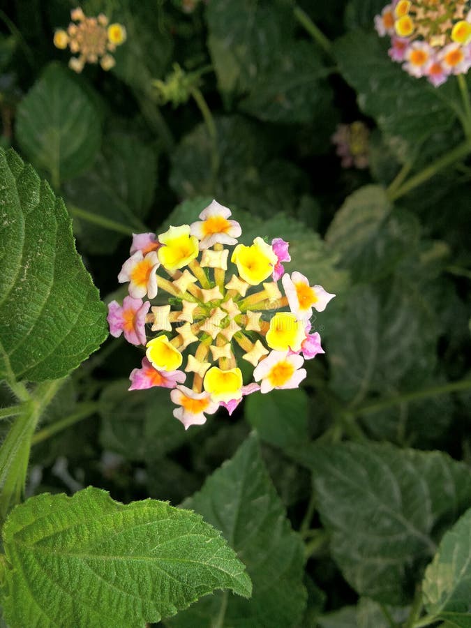 Flor hermosa foto de archivo. Imagen de coloreado, flor - 60909136