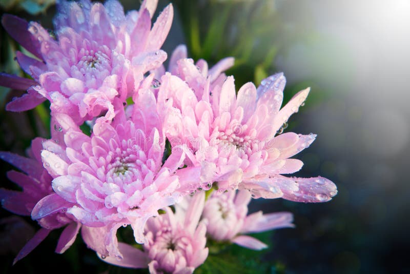 Flor Hermosa Con El Agua Dulce Imagen de archivo - Imagen de belleza ...