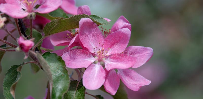 Manzanos Decorativos De La Flor Rosada Hermosa Imagen de archivo ...