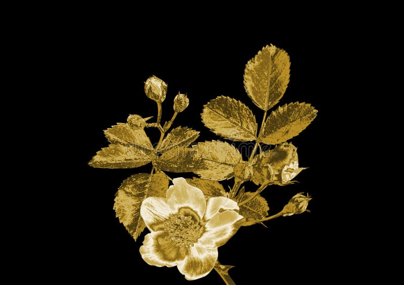 Flor del oro foto de archivo. Imagen de tulipanes, rosas - 96037470