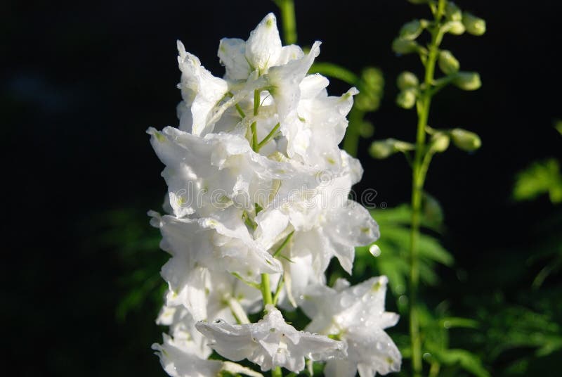 Flor hermosa del delfinio imagen de archivo. Imagen de florescencia ...