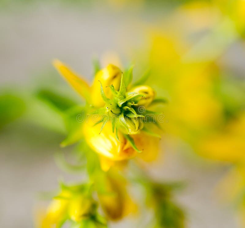 Flor Hipericum Hypericum Perforatum O St Johns Imagen De La Hierba ...