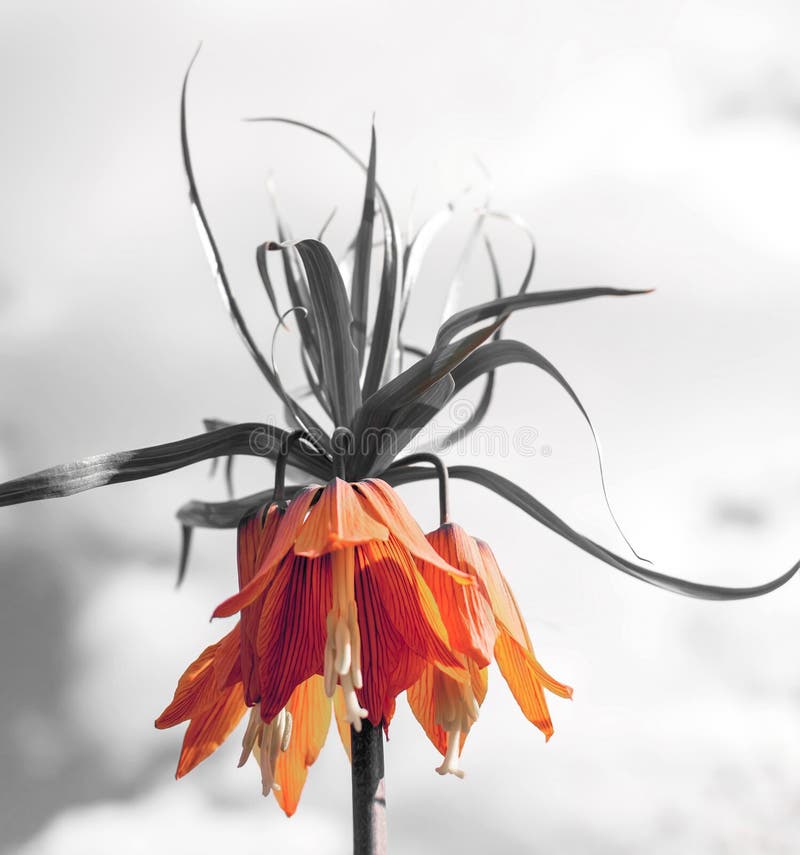 Flor Imperial Alaranjada Da Coroa Imagem de Stock - Imagem de imperial ...