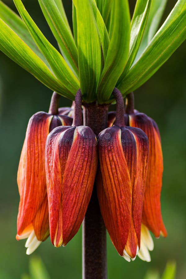 Flor Imperial Da Coroa - Kaiserkrone Imagem de Stock - Imagem de ...