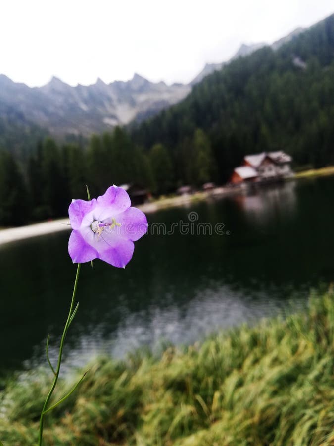 Flor, lago imagen de archivo. Imagen de flor, alto - 102919925