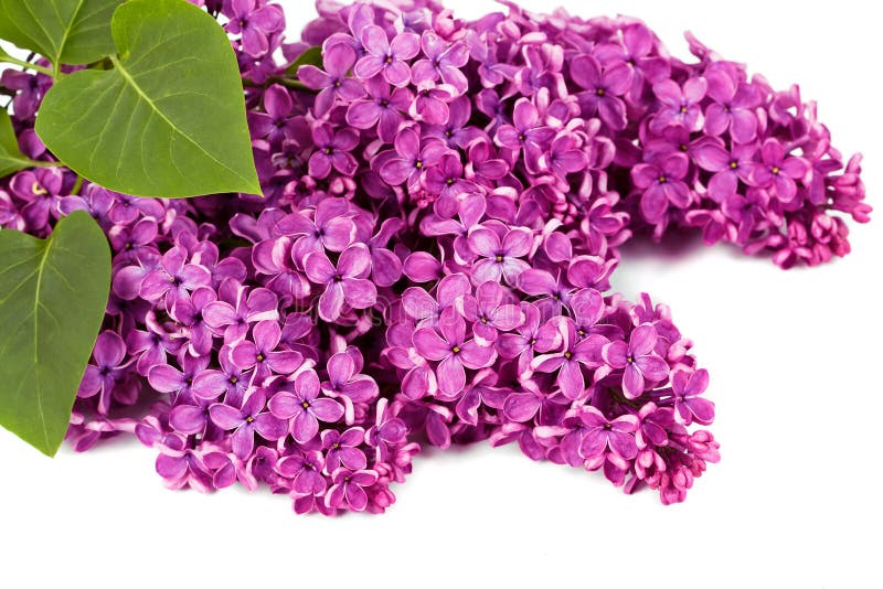 Flor lilás imagem de stock. Imagem de buquê, isolado - 35926727