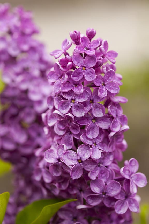 Flor lilás violeta foto de stock. Imagem de flor, chuva - 54596024