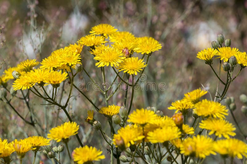 Flor lisa do hawksbeard imagem de stock. Imagem de amarelo - 105962291