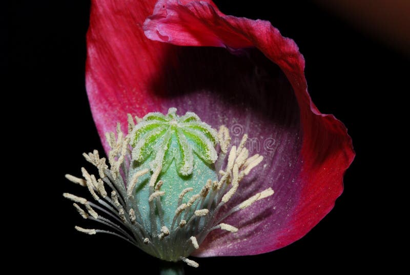 Flor local foto de archivo. Imagen de planta, regional - 8865654