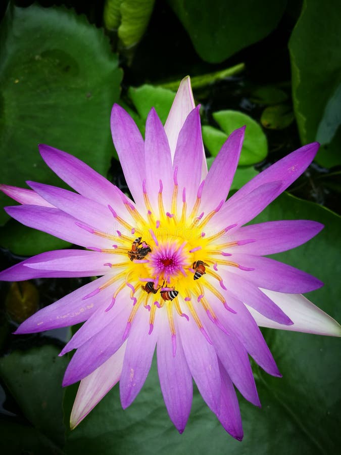 Flor Lotus imagen de archivo. Imagen de abeja, casero - 99750229