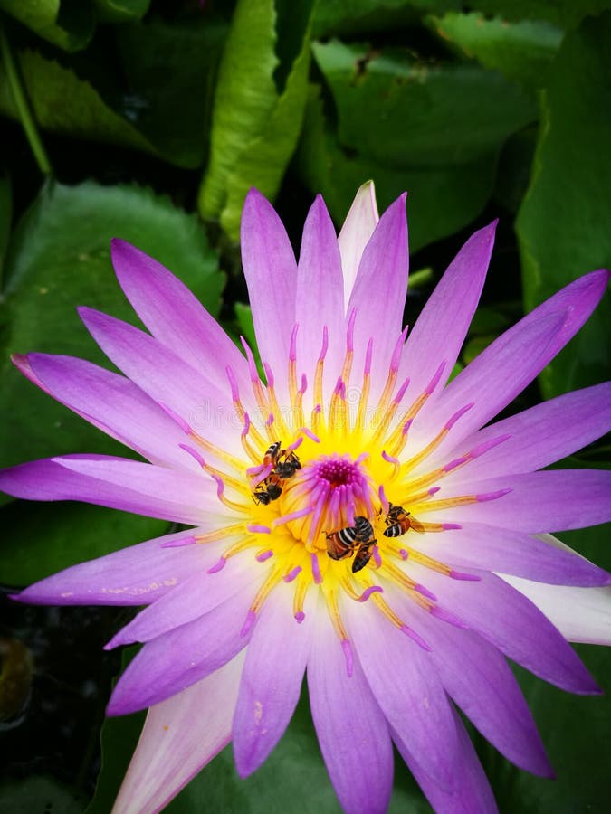 Flor Lotus foto de archivo. Imagen de casero, flora, planta - 99750262