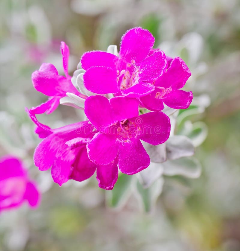 Flor Magenta De Una Planta De La Dalia Imagen de archivo - Imagen de ...