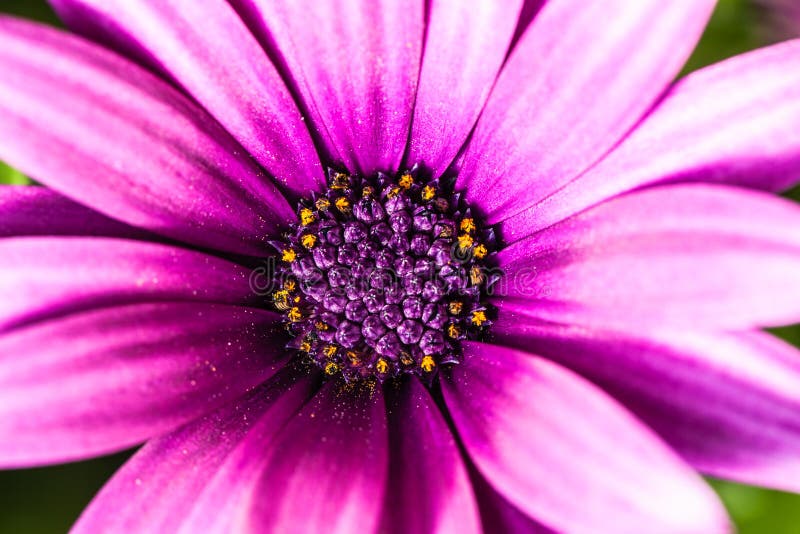 Flor magenta imagen de archivo. Imagen de aster, color - 32328373