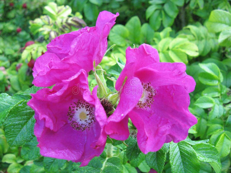 Flor magenta imagem de stock. Imagem de arbusto, plantas - 34702773