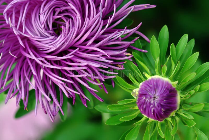 Flor magenta imagen de archivo. Imagen de aster, color - 32328373