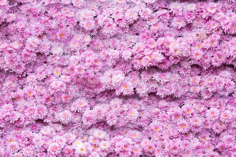 Flor magenta foto de archivo. Imagen de cubo, bosque - 102052078