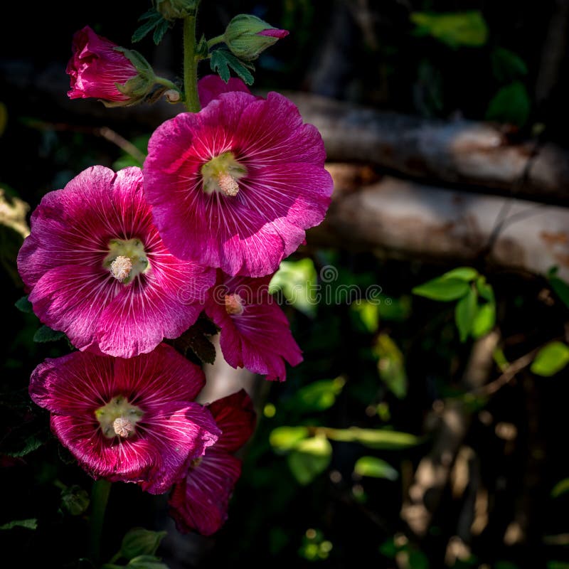 Flor Magenta En Las Hojas Verdes Foto de archivo - Imagen de rosa ...