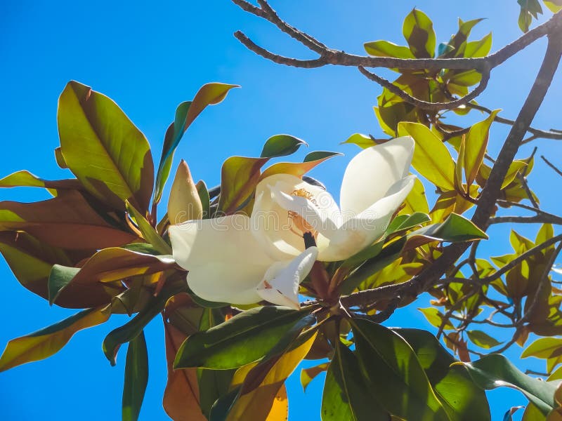 Flor Magnolia Blanca Grande Foto de archivo - Imagen de toro, pétalos ...