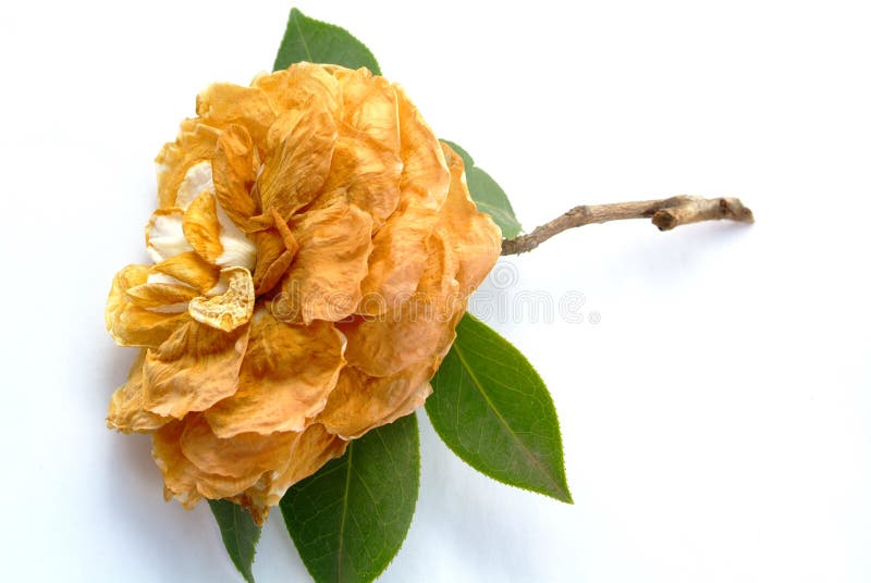 Aislado Hoja Marchitada Y Fresca Del Ginko Foto de archivo - Imagen de ...