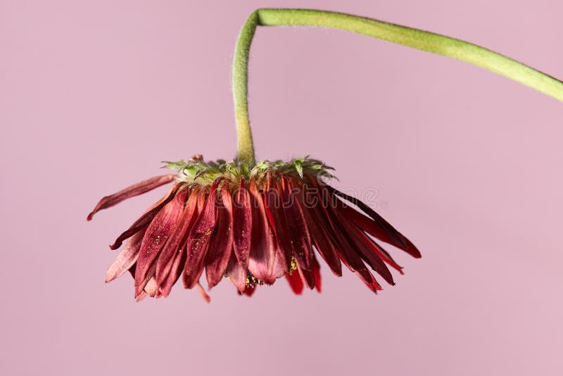 Flor Roja Marchitada En Una Maceta Imagen de archivo - Imagen de secado ...